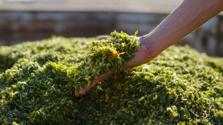 Silage - the best economical alternate while scarcity of green fodder ...